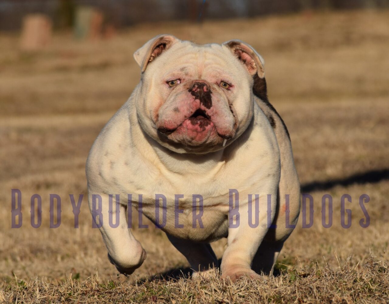 Breedings | Bodybuilder Bulldogs