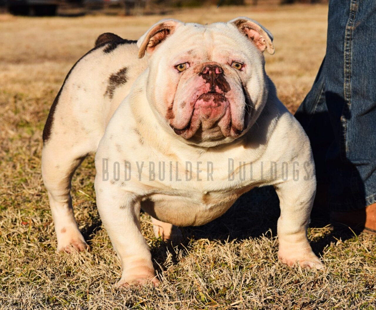 Arctic | Bodybuilder Bulldogs