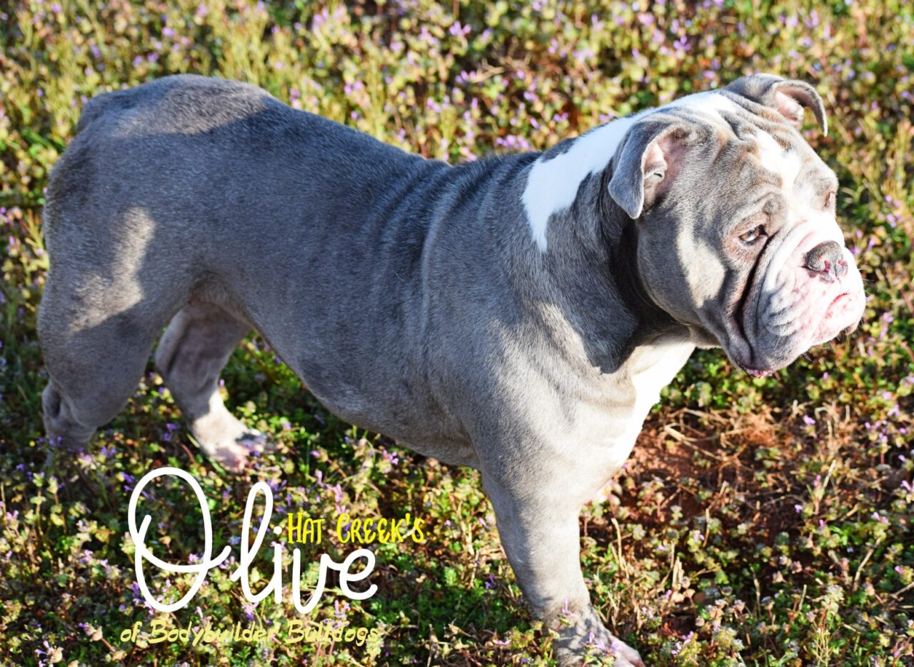 Olive | Bodybuilder Bulldogs