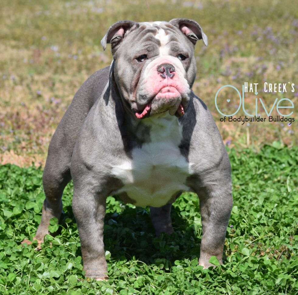 Olive | Bodybuilder Bulldogs