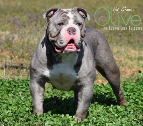 Breedings | Bodybuilder Bulldogs