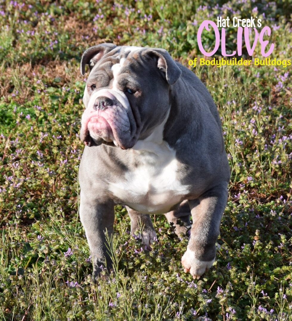 Olive | Bodybuilder Bulldogs