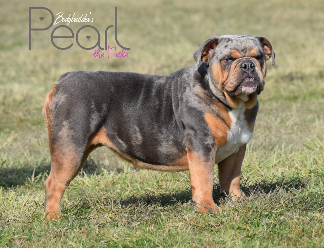 Breedings | Bodybuilder Bulldogs