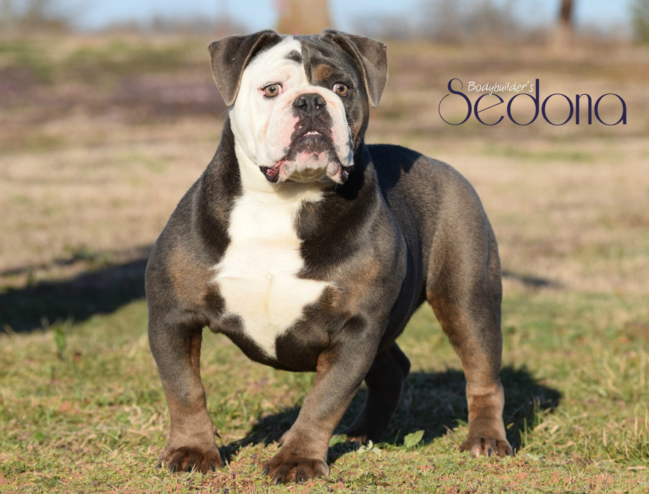 Breedings | Bodybuilder Bulldogs