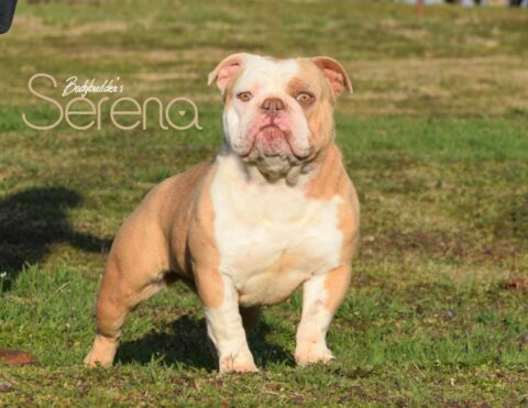 Breedings | Bodybuilder Bulldogs