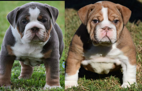 Squats | Bodybuilder Bulldogs