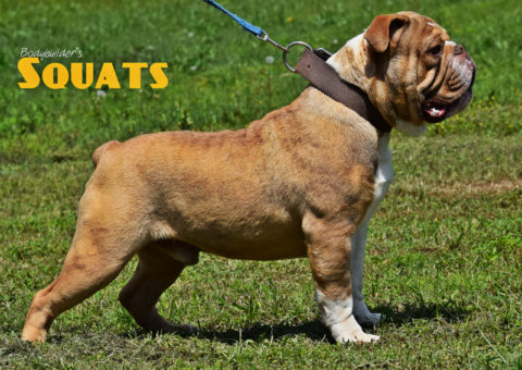 Squats | Bodybuilder Bulldogs