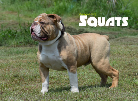 Squats | Bodybuilder Bulldogs
