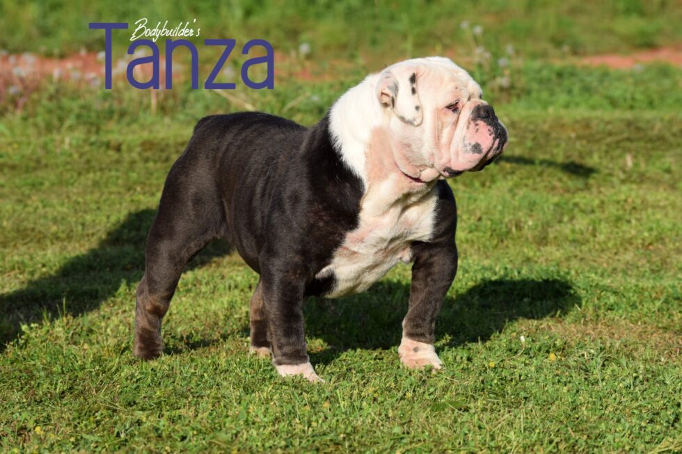 Breedings | Bodybuilder Bulldogs