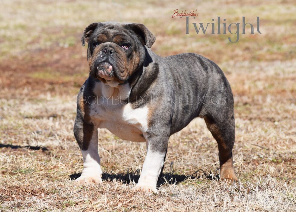 Breedings | Bodybuilder Bulldogs