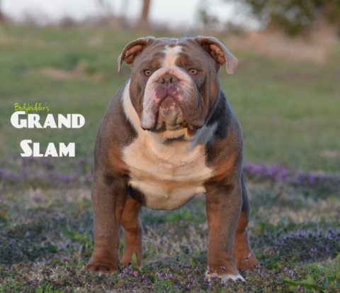 Squats | Bodybuilder Bulldogs