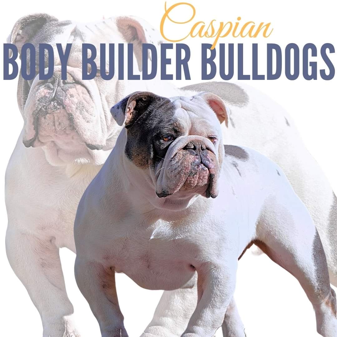 Breedings | Bodybuilder Bulldogs