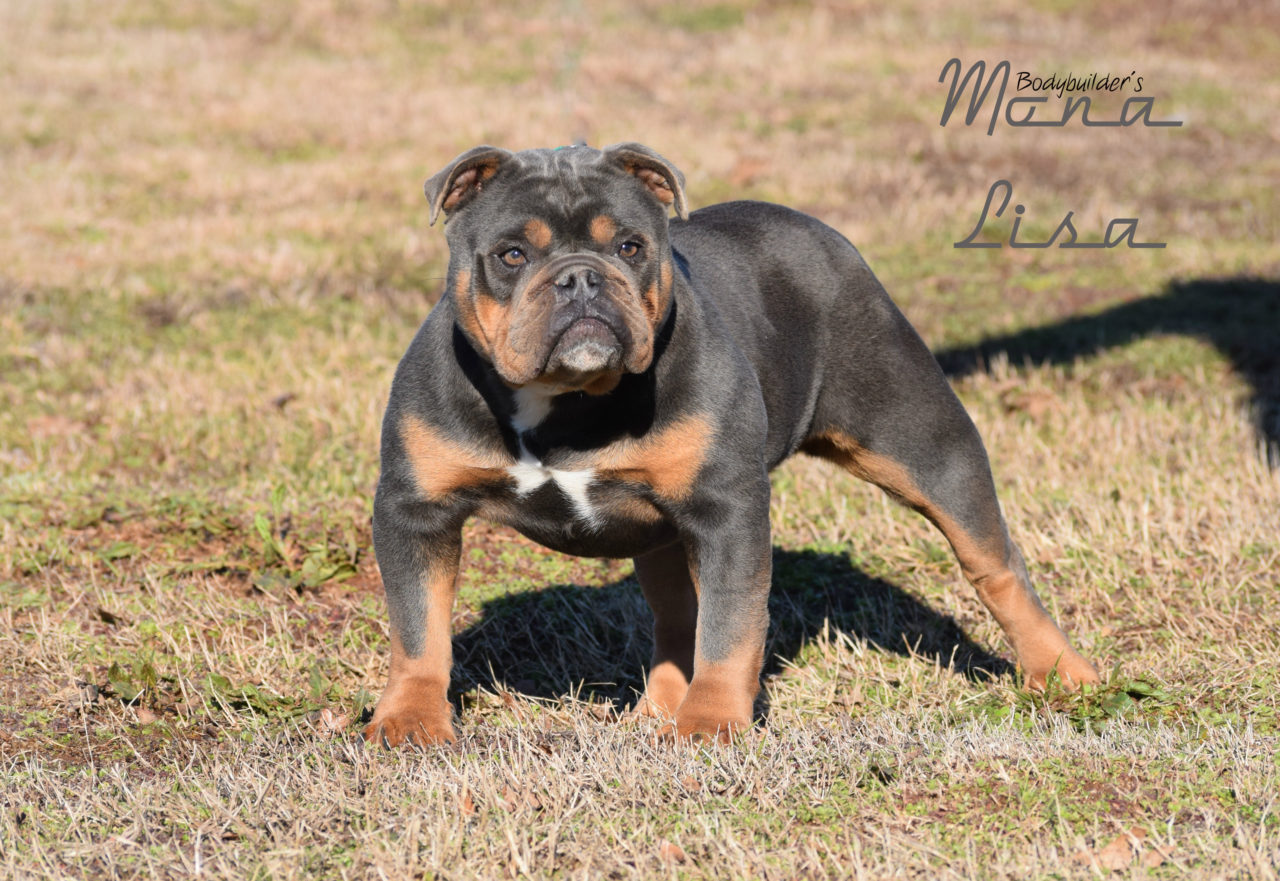 Breedings | Bodybuilder Bulldogs