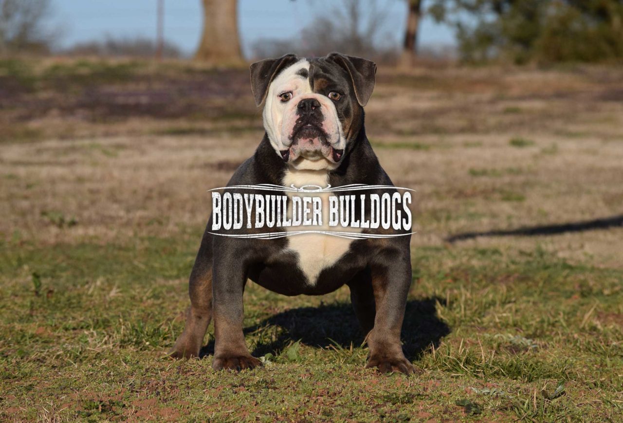 Olde English Bulldogge Puppies for sale | Bodybuilder Bulldogs
