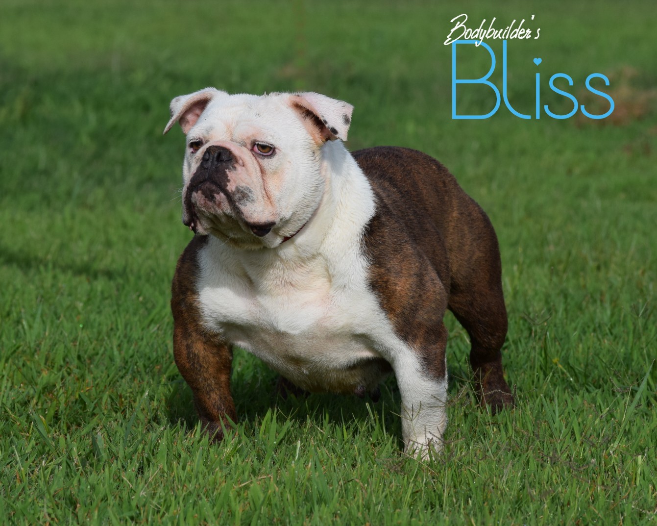Breedings | Bodybuilder Bulldogs