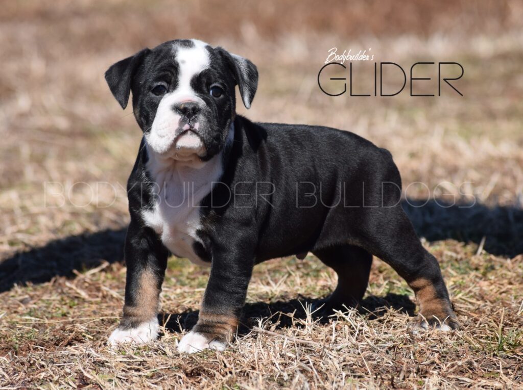 Puppies | Bodybuilder Bulldogs