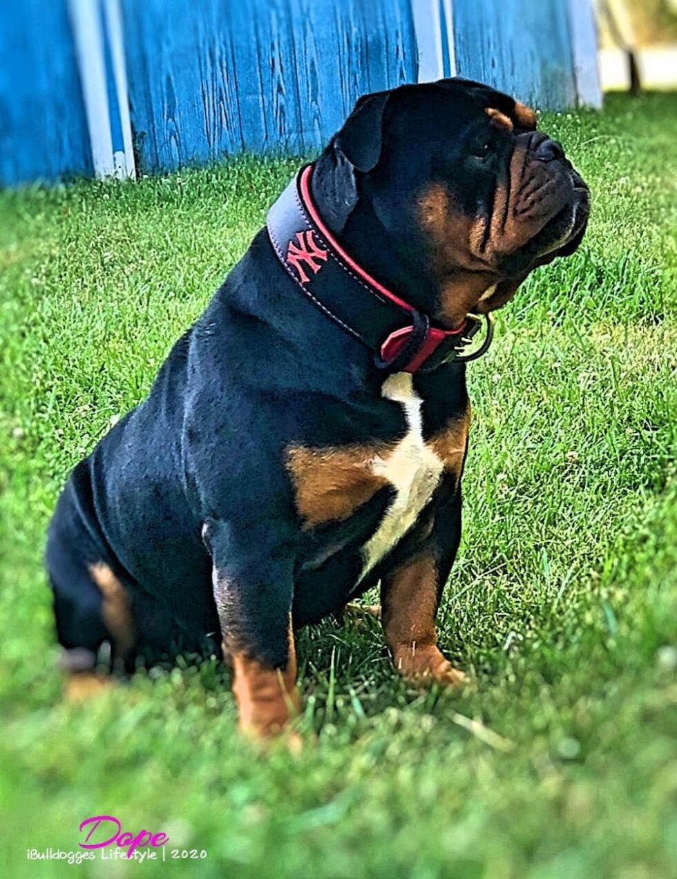 Breedings | Bodybuilder Bulldogs