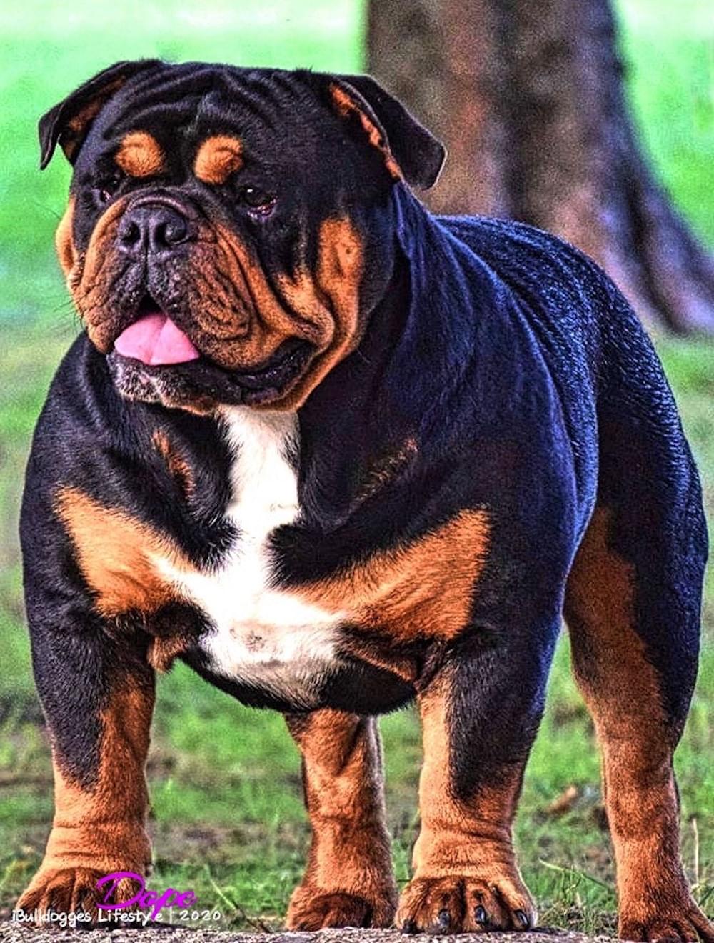 Breedings | Bodybuilder Bulldogs