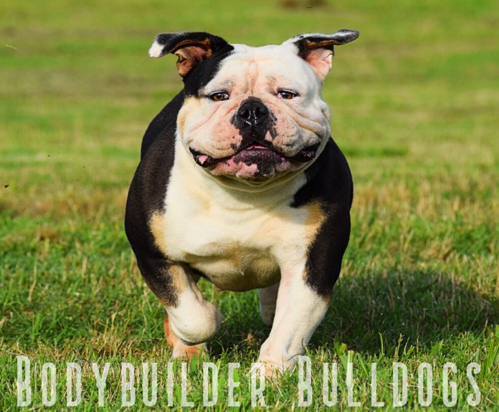 Ginger | Bodybuilder Bulldogs