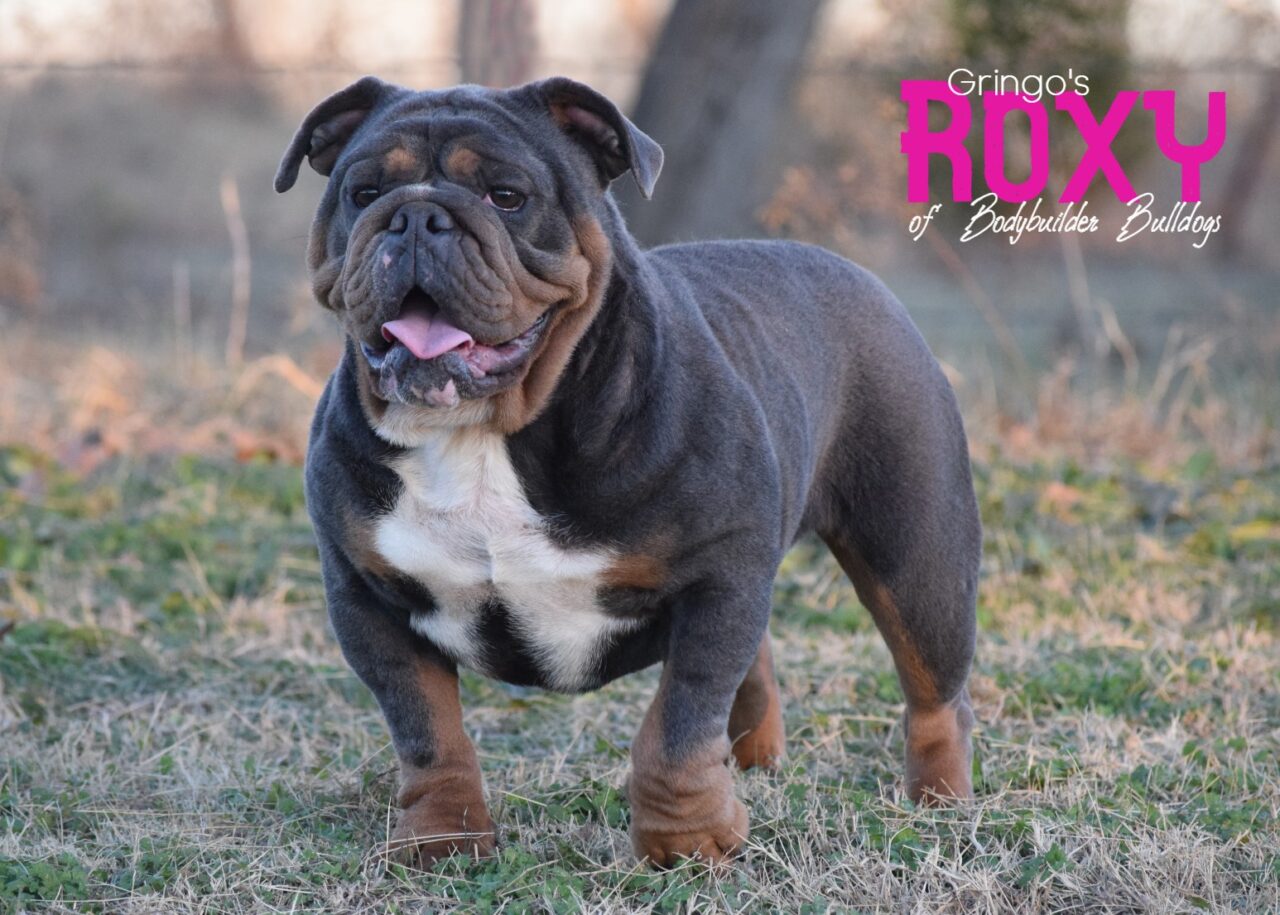Breedings | Bodybuilder Bulldogs