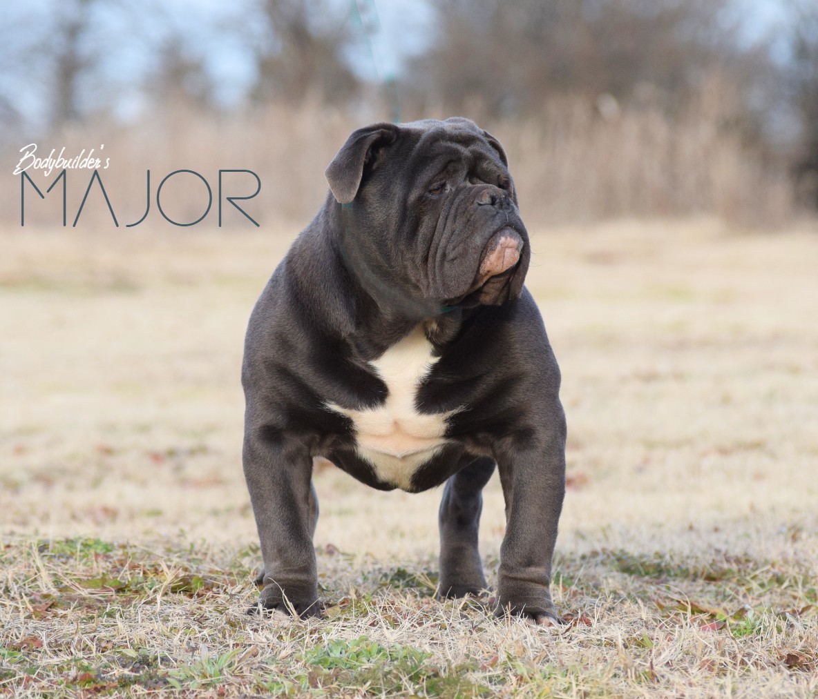 Bodybuilder's Major | Bodybuilder Bulldogs