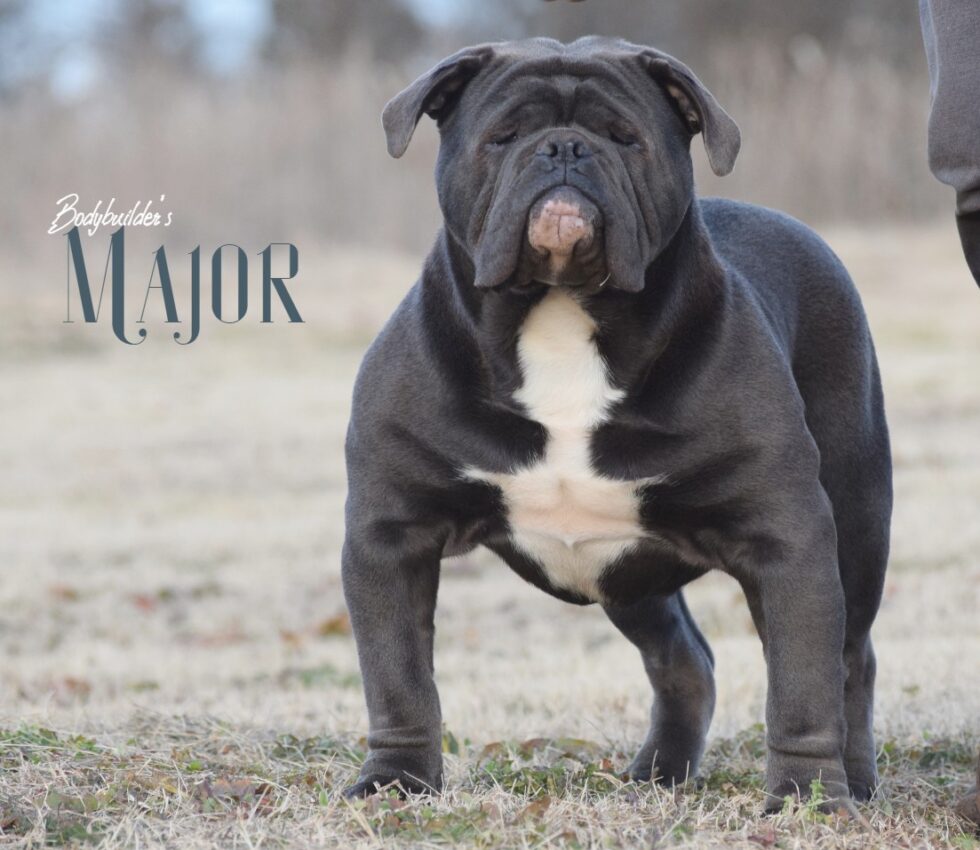 Bodybuilder's Major | Bodybuilder Bulldogs