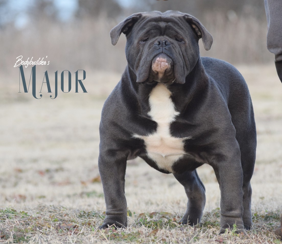 Bodybuilder's Major | Bodybuilder Bulldogs