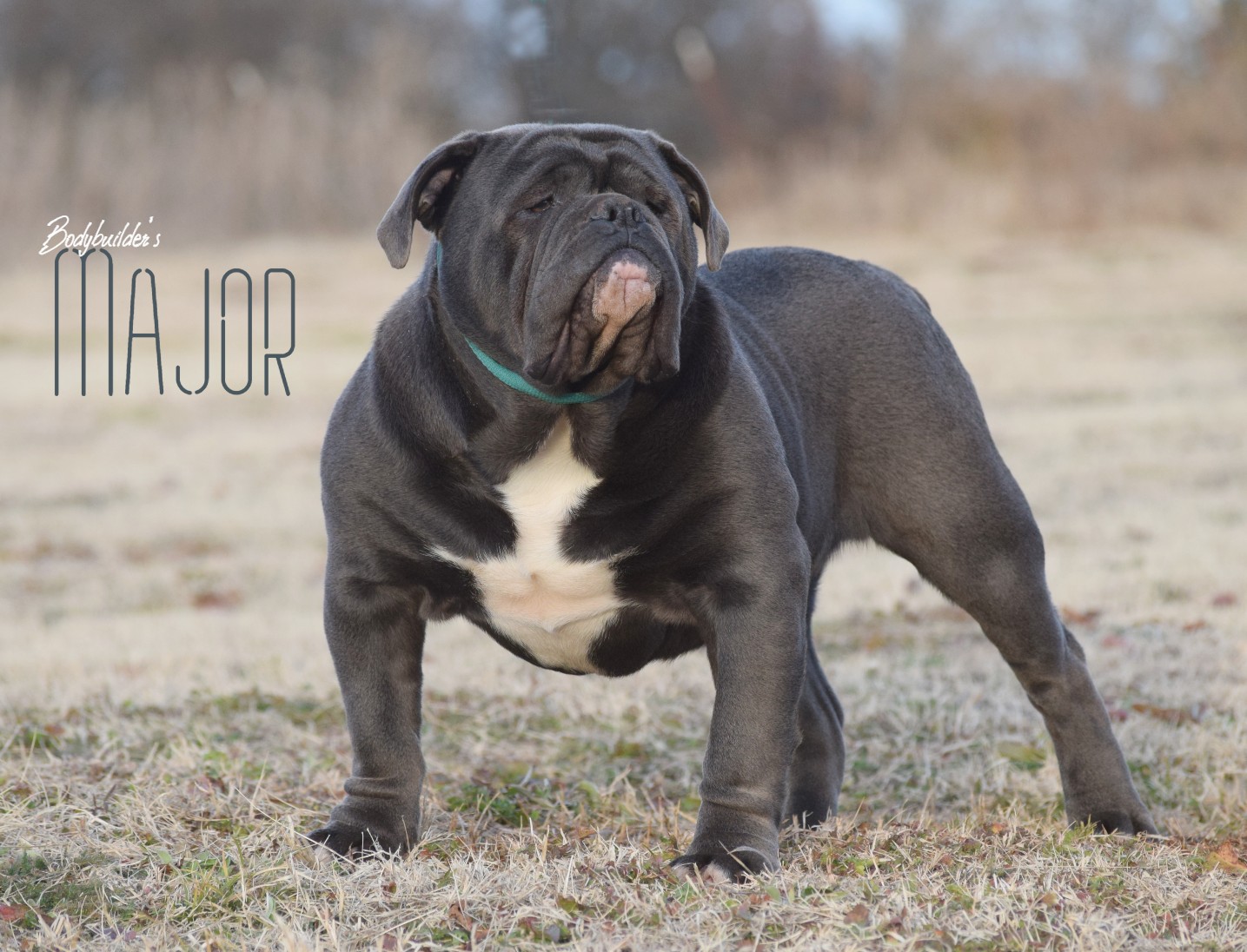 Bodybuilder's Major | Bodybuilder Bulldogs