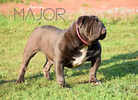Breedings | Bodybuilder Bulldogs