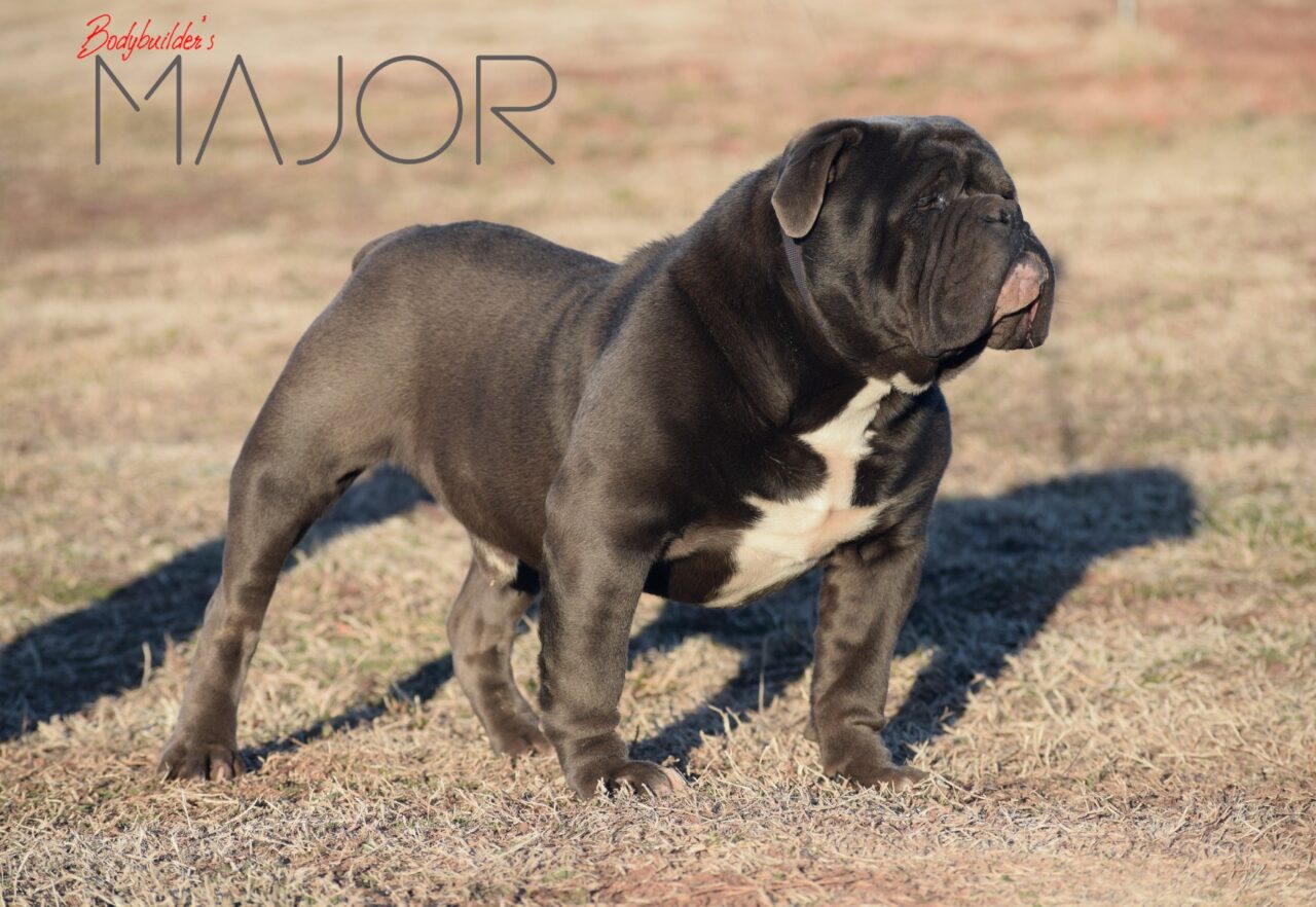 Breedings | Bodybuilder Bulldogs
