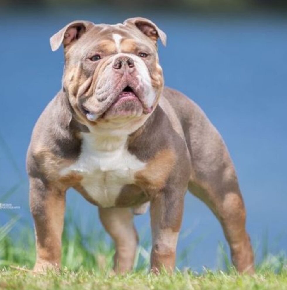 Bodybuilder's Spartan | Bodybuilder Bulldogs