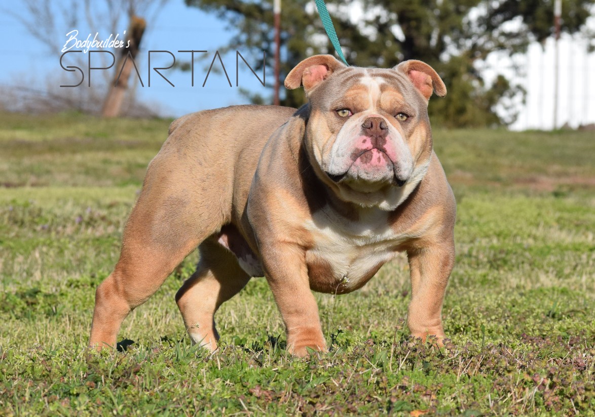 Bodybuilder's Spartan | Bodybuilder Bulldogs