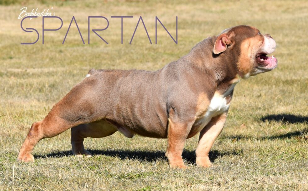 Bodybuilder's Spartan | Bodybuilder Bulldogs