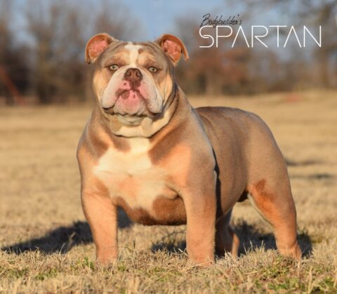 Breedings | Bodybuilder Bulldogs