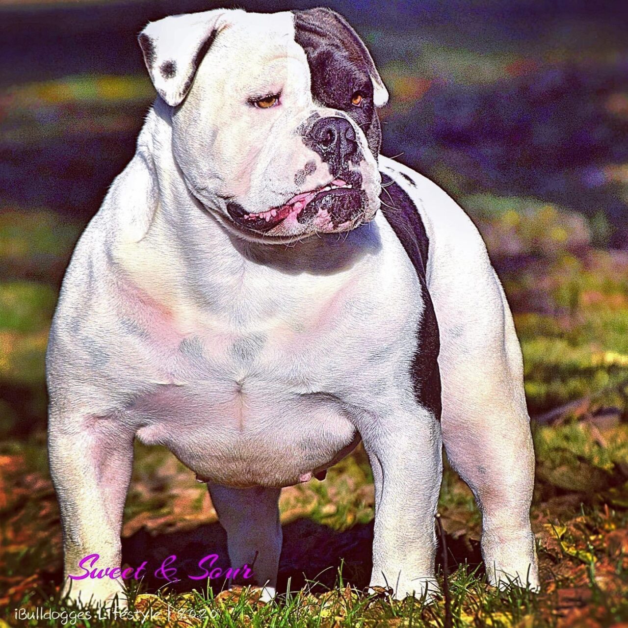 Breedings | Bodybuilder Bulldogs