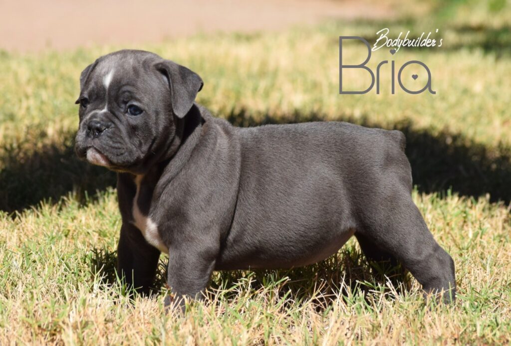 Puppies | Bodybuilder Bulldogs