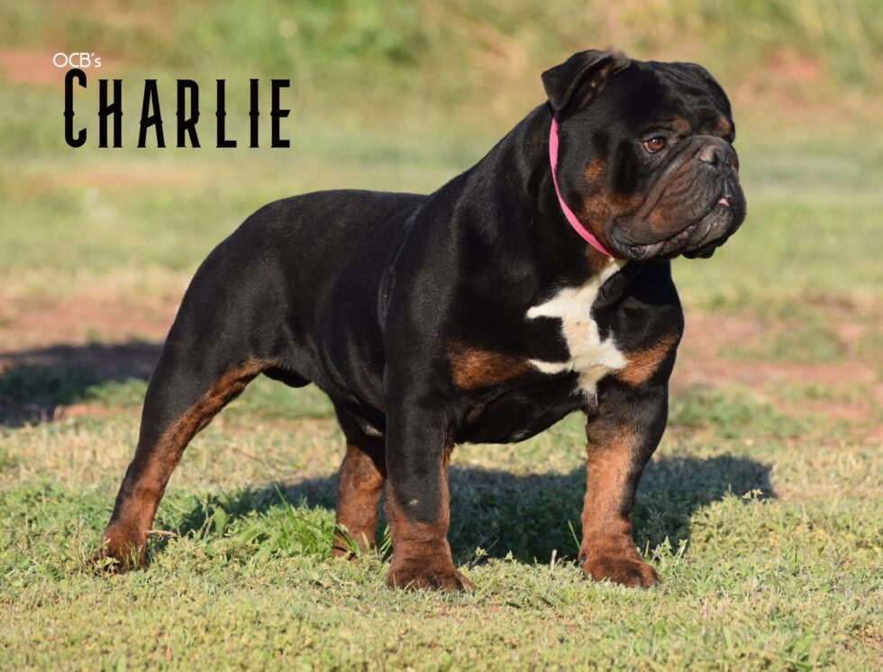 Breedings | Bodybuilder Bulldogs