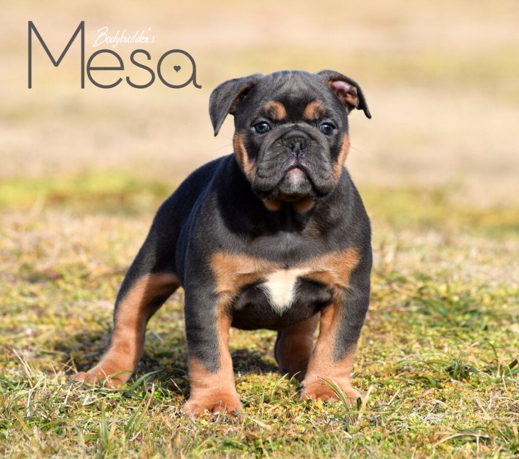 Puppies | Bodybuilder Bulldogs