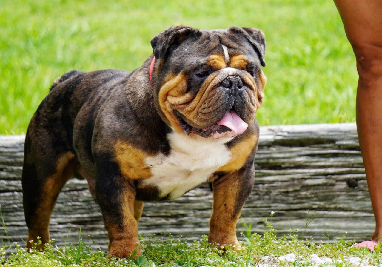Breedings | Bodybuilder Bulldogs
