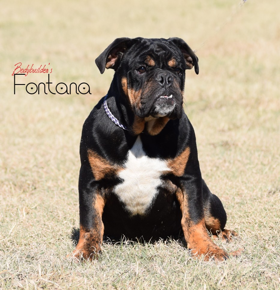 Rottweiler English Bulldog Mix