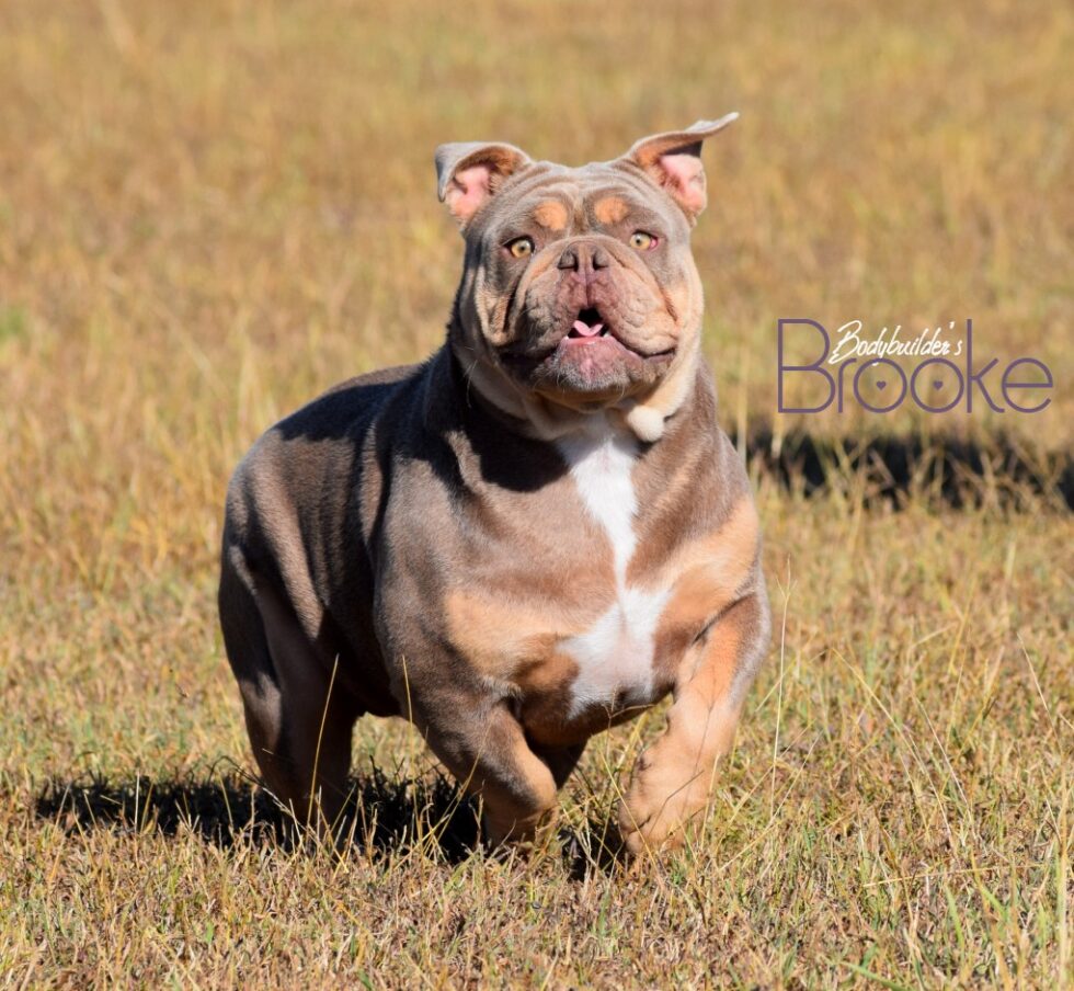 Brooke | Bodybuilder Bulldogs