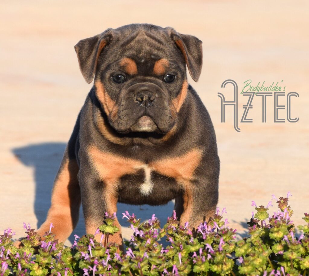 Puppies | Bodybuilder Bulldogs