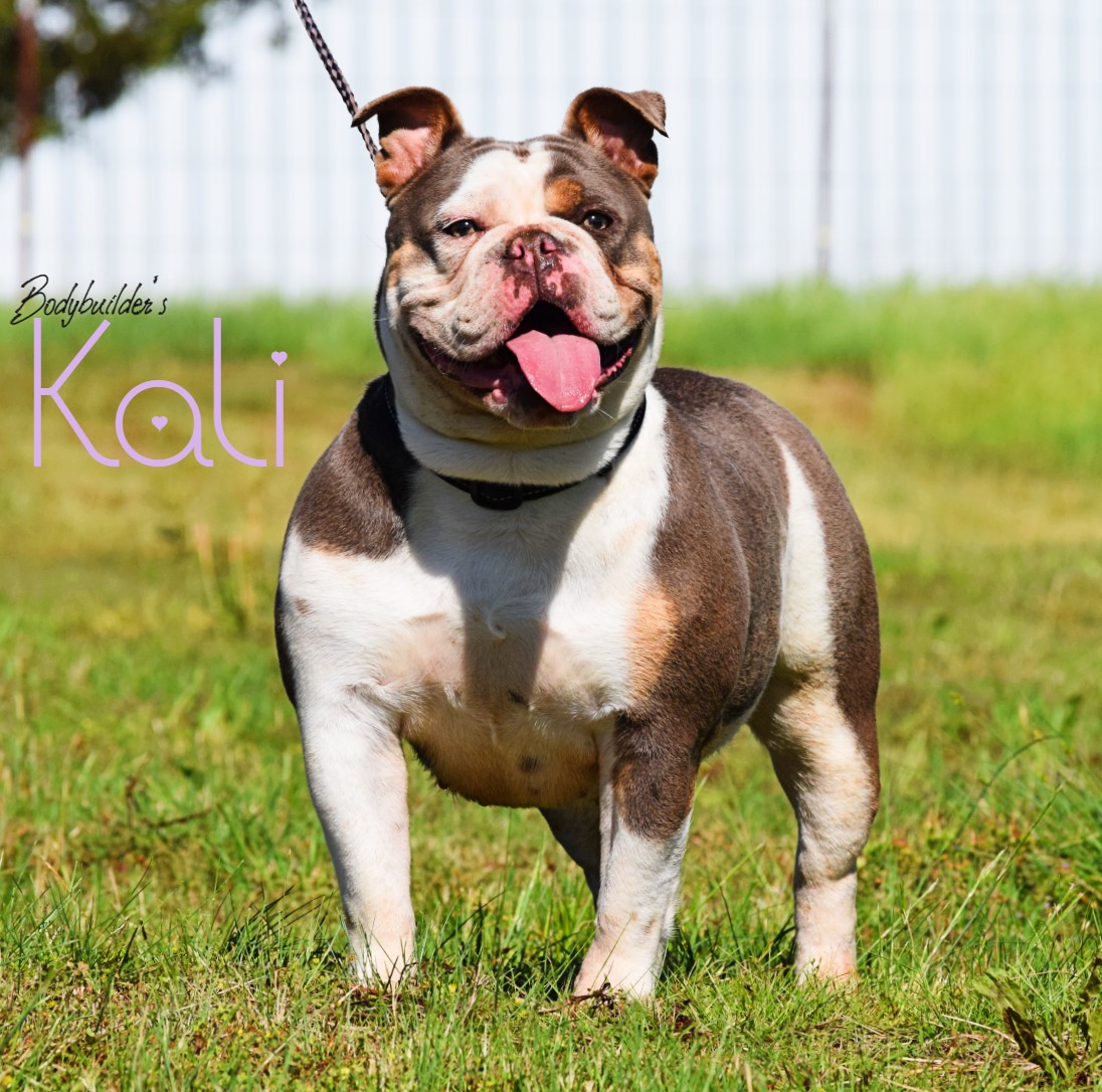 Breedings | Bodybuilder Bulldogs