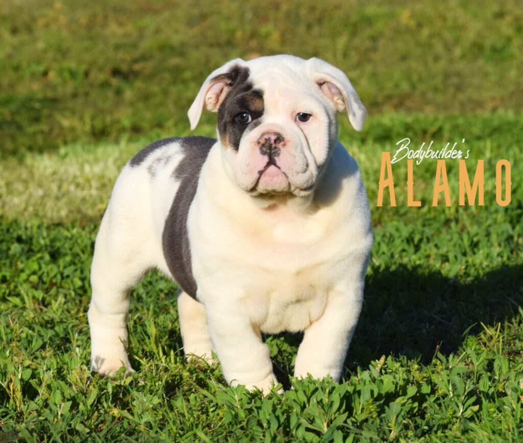 Puppies | Bodybuilder Bulldogs