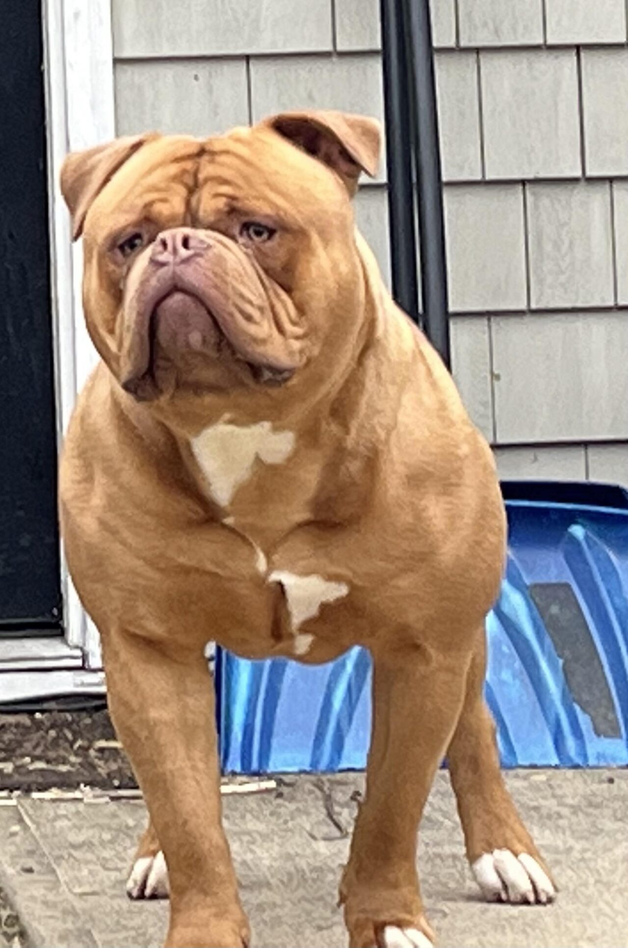 Breedings | Bodybuilder Bulldogs