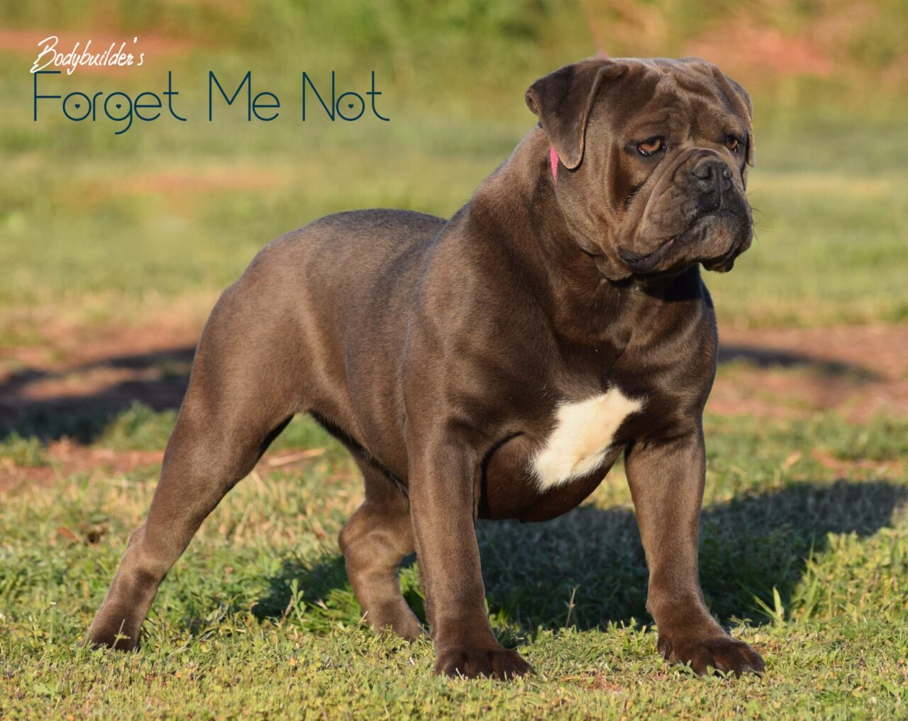 Sub Zero | Bodybuilder Bulldogs