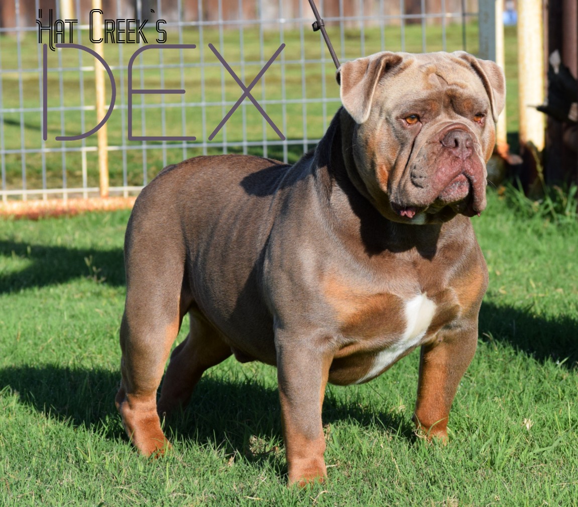 Breedings | Bodybuilder Bulldogs
