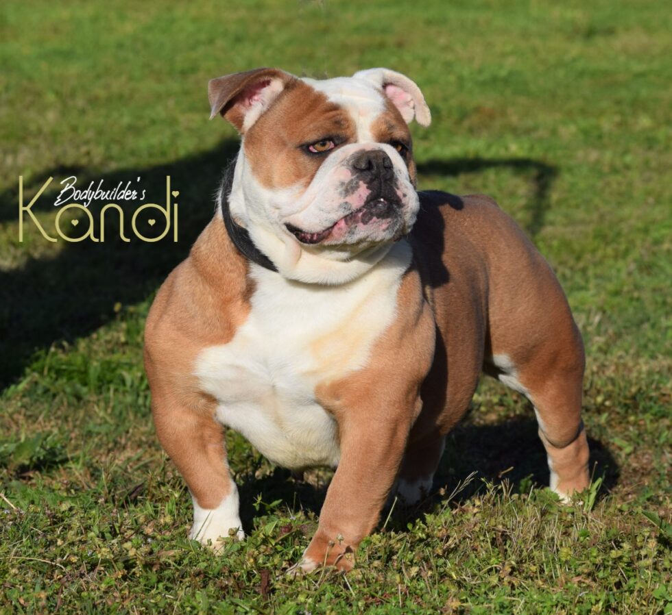 Breedings | Bodybuilder Bulldogs