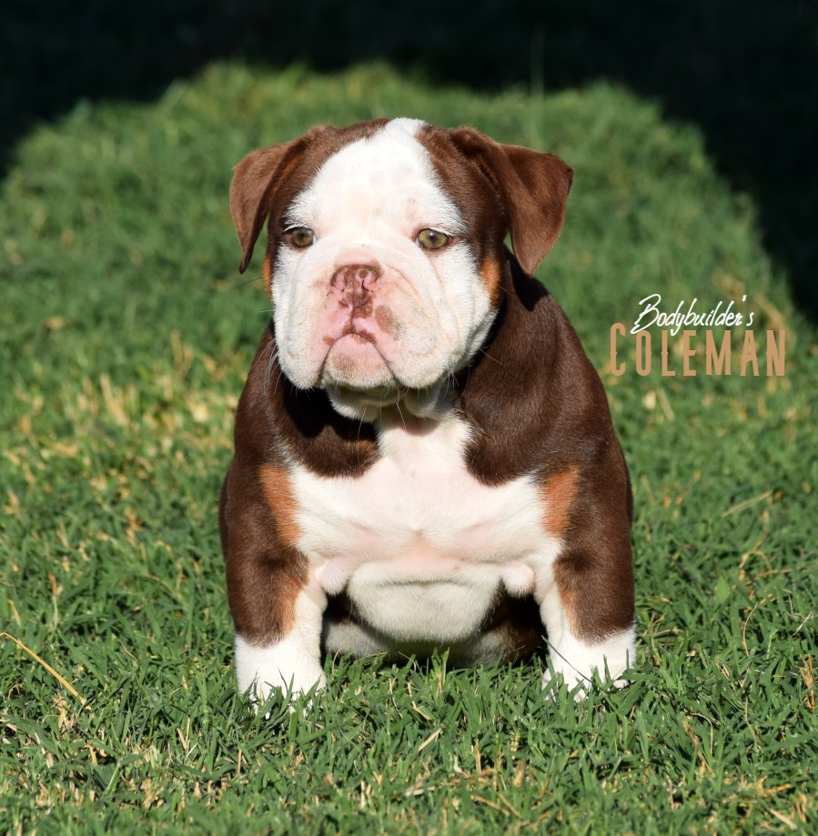 Puppies | Bodybuilder Bulldogs