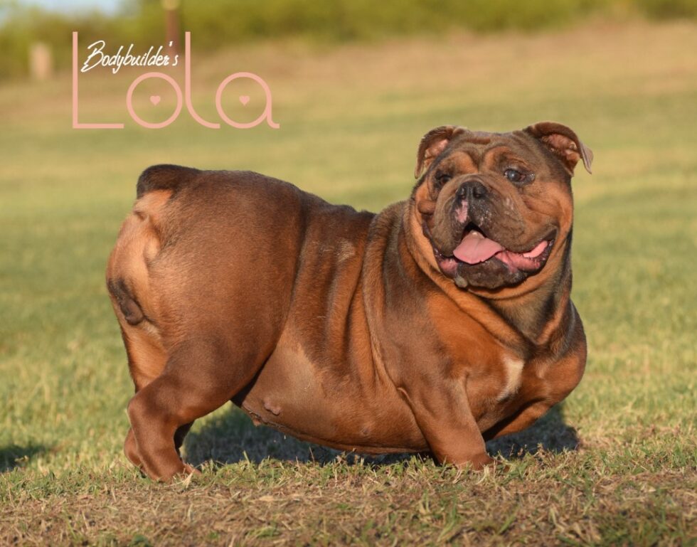 Breedings | Bodybuilder Bulldogs